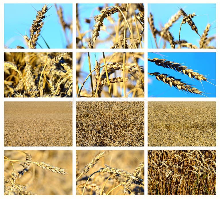 Wheat field collage stock image. Image of harvest, grain - 26479449