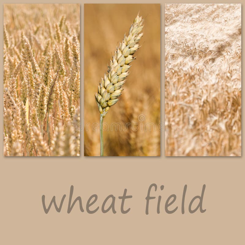 Wheat field collage stock photo. Image of crop, ripe - 53325712
