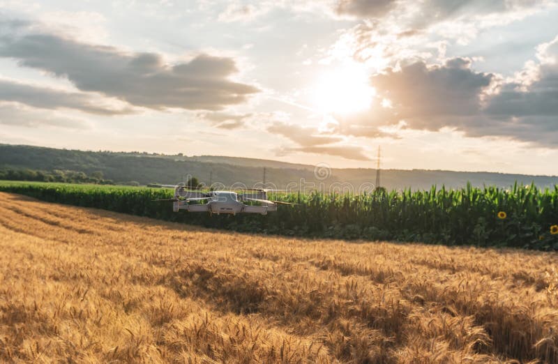 Wheat Field and Corn Crop Land, Concept of Using Drones in Agriculture ...