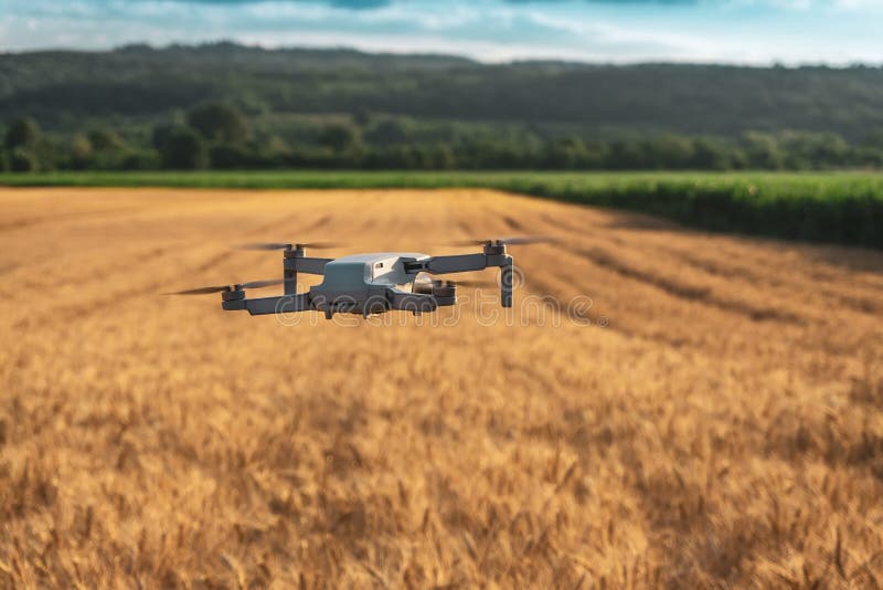 Wheat Field and Corn Crop Land, Concept of Using Drones in Agriculture ...
