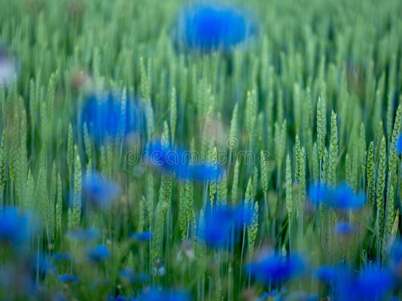 Wheat Field with Corn Flowers Stock Image - Image of corn, flower ...