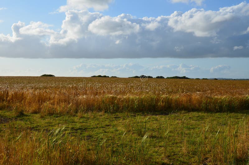 Wheat Field in Cornwall during Summer. Stock Photo - Image of blue ...