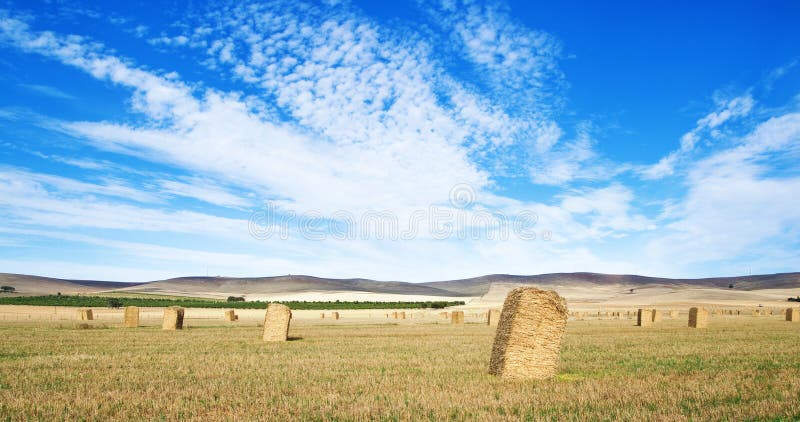 Wheat field in the country stock photo. Image of country - 14166690