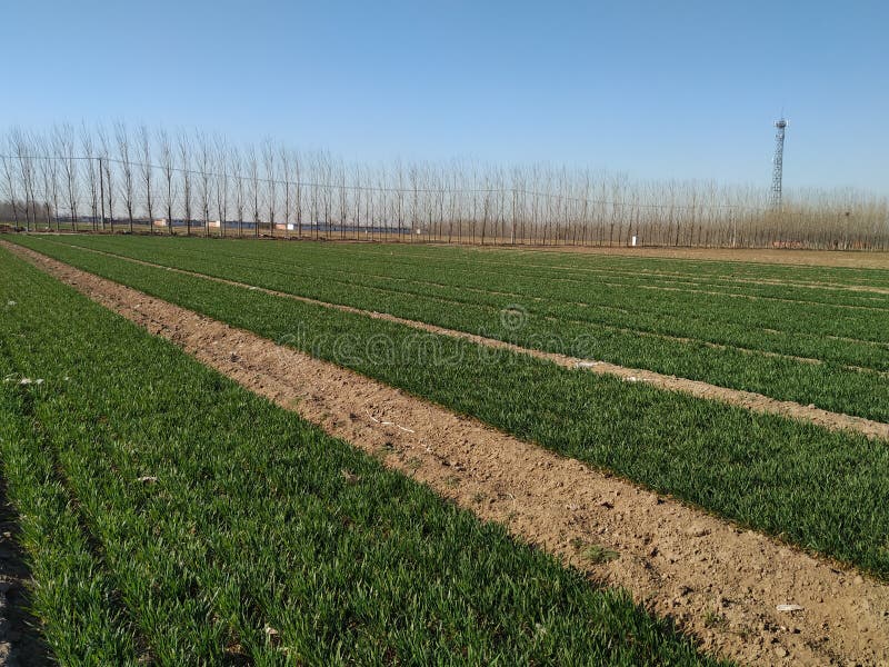 Wheat field stock image. Image of field, china, spring - 144068681