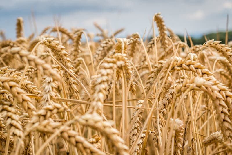 Wheat Field in the Countryside Stock Photo - Image of grass, blue: 59662812