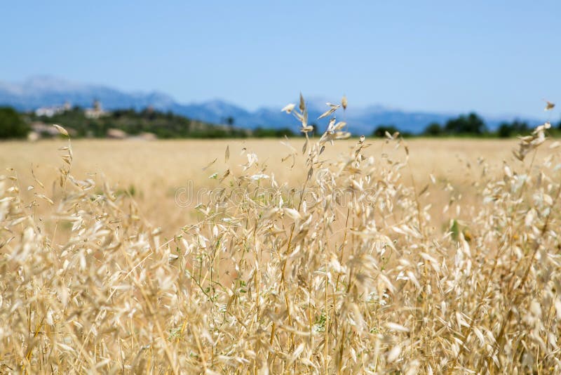 Wheat field Crete Greece stock photo. Image of village - 155841868