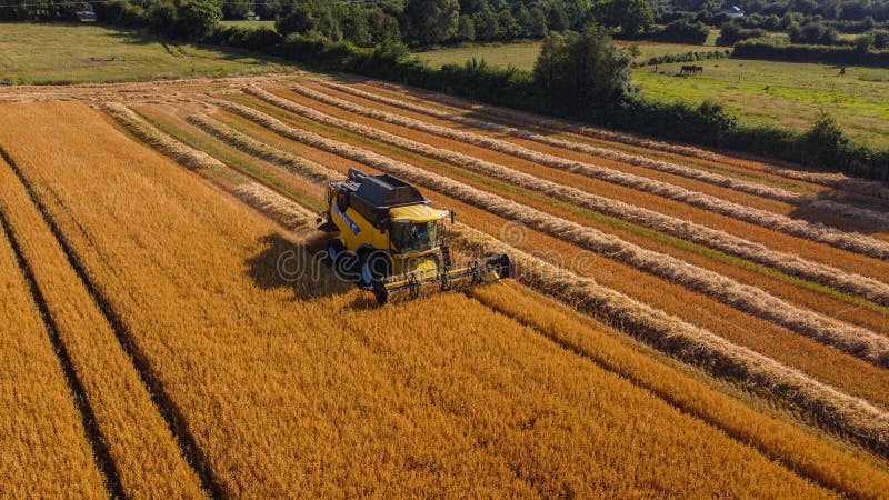 Wheat Field Cut by a Combine Harvester Editorial Image - Image of ...
