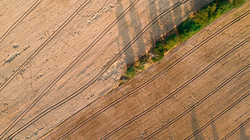 Wheat Field Destroyed by Wild Boars Stock Image - Image of concept ...