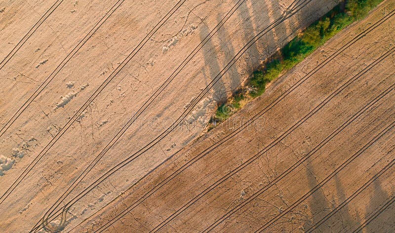 Wheat Field Destroyed by Wild Boars Stock Photo - Image of garden ...