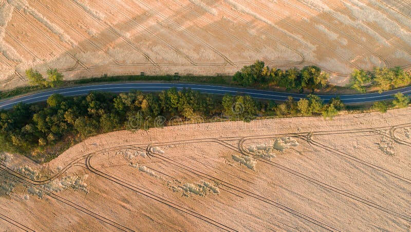 Wheat Field Destroyed by Wild Boars Stock Photo - Image of land, field ...