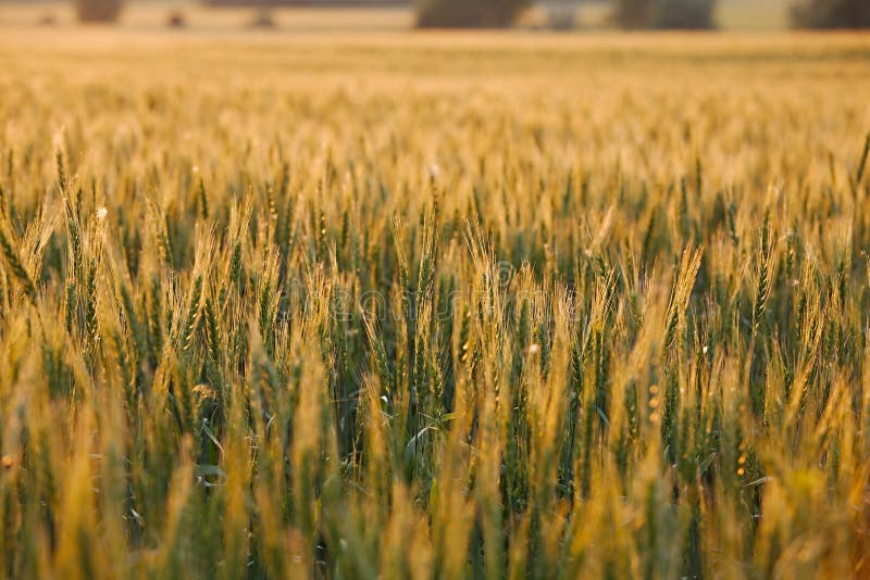 Wheat field detail stock photo. Image of health, land - 91623968