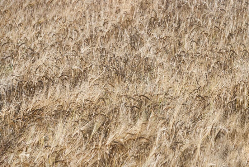 Wheat Field Detail Texture Pattern Stock Photo - Image of wheat ...