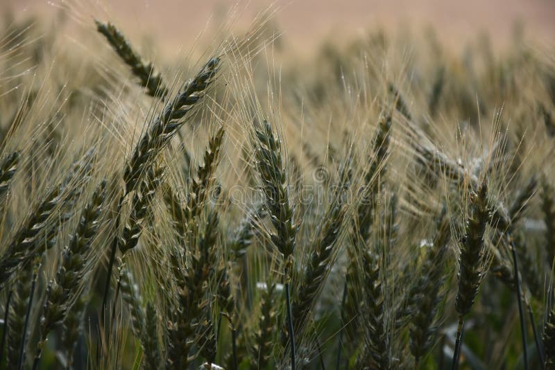 Wheat field for dew stock photo. Image of baking, evening - 95732008