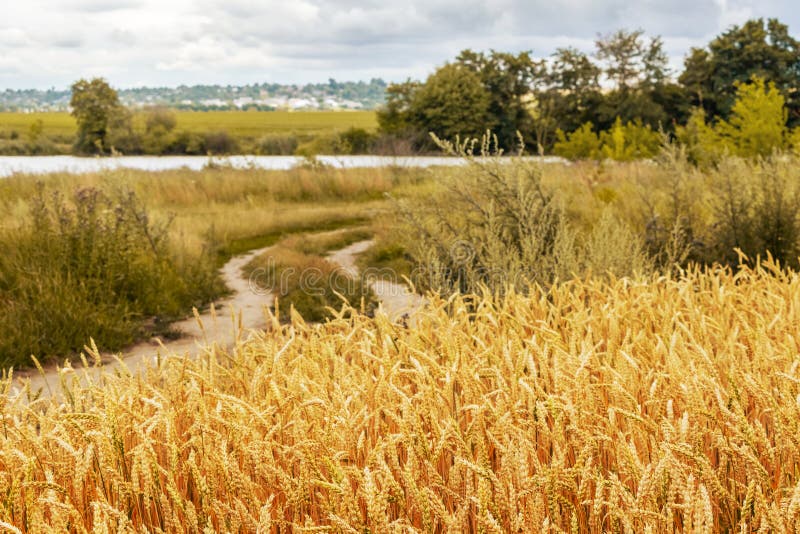A Wheat Field and a Dirt Road Near the River. Cultivation of Wheat ...