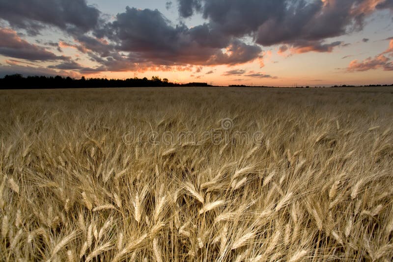 Wheat field at dusk stock image. Image of golden, food - 6175747