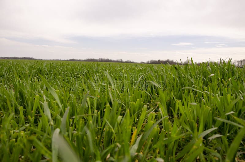 Wheat field stock photo. Image of wheat, blue, spring - 30621424
