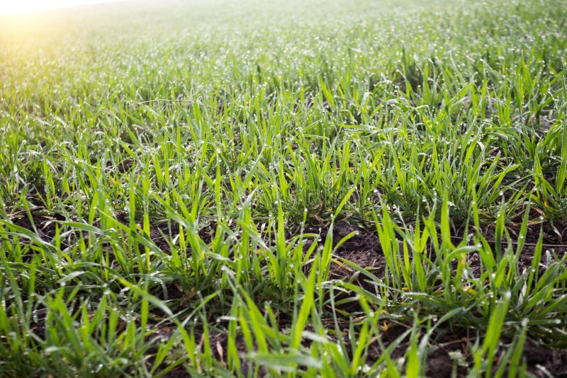 Wheat Field in Early Spring. First Shoots Stock Photo - Image of field ...