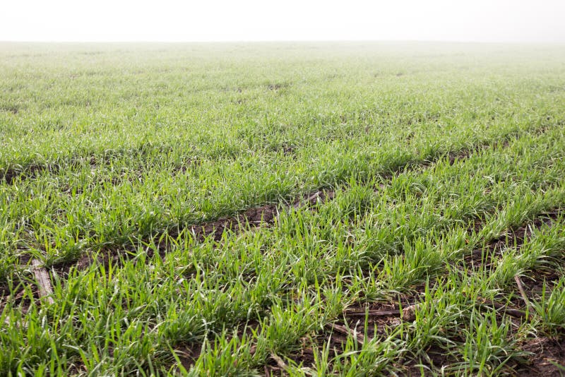 Wheat Field in Early Spring. First Shoots Stock Photo - Image of ...