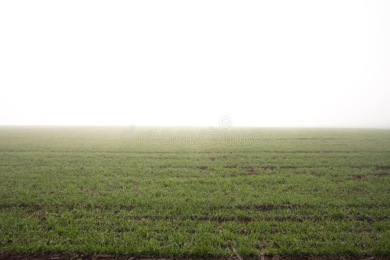 Wheat Field in Early Spring. First Shoots Stock Image - Image of growth ...