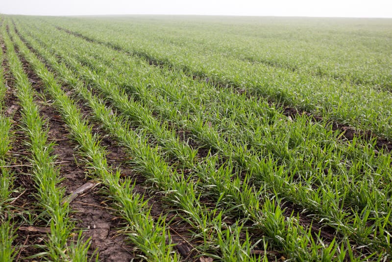 Wheat Field in Early Spring. First Shoots Stock Image - Image of ...
