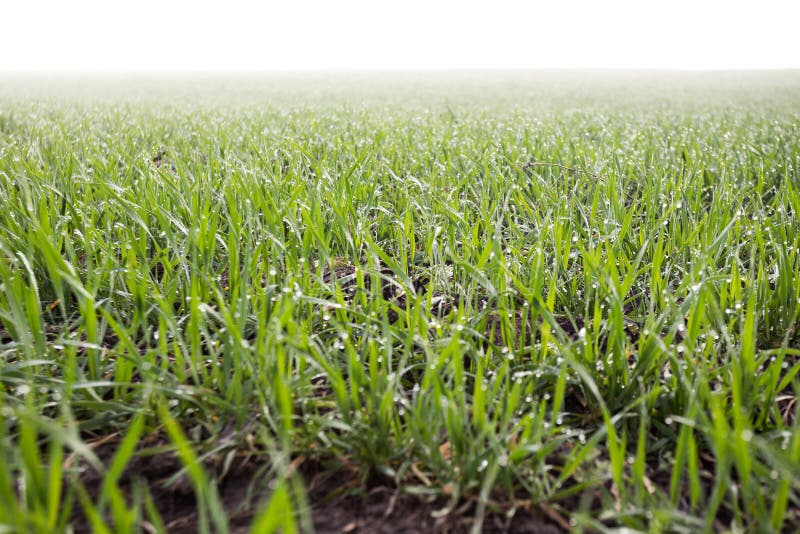 Wheat Field in Early Spring. First Shoots Stock Photo - Image of ...