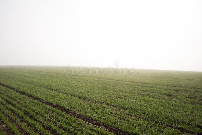 Wheat Field in Early Spring. First Shoots Stock Photo - Image of crop ...