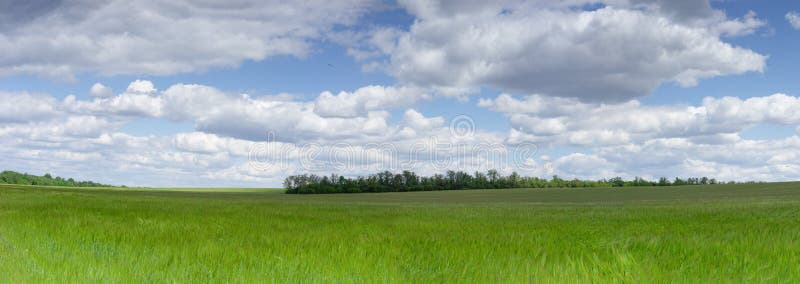 Wheat Field in Early Spring. Ukraine Stock Image - Image of grain, land ...
