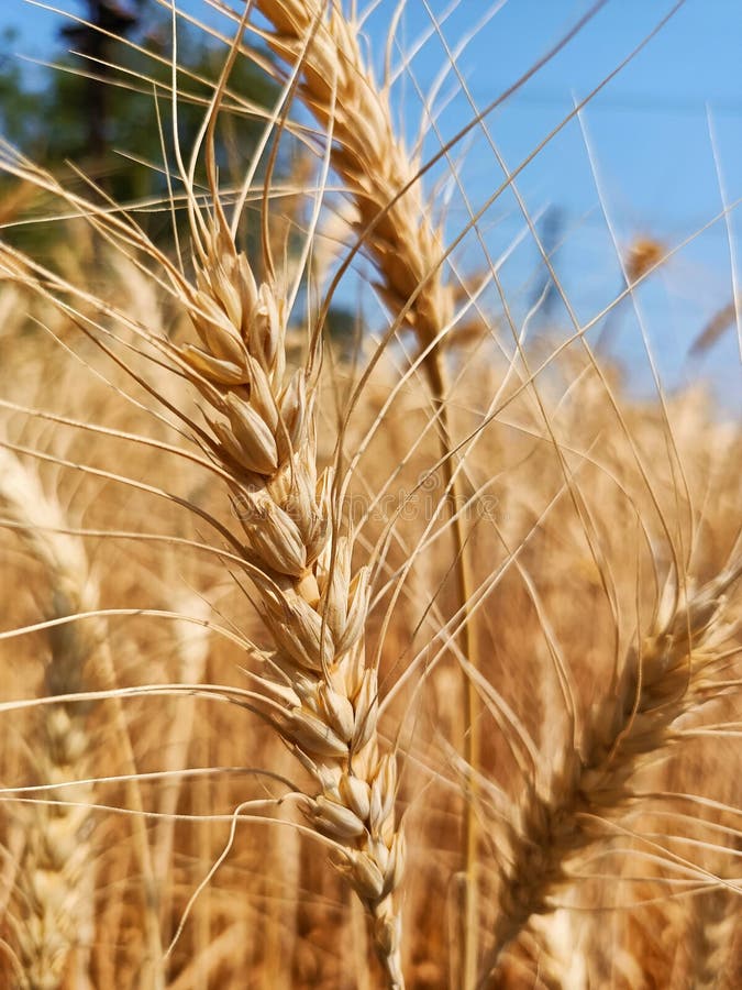 Wheat Field, Wheat Ears Wheat Farm in India Stock Photo - Image of ...