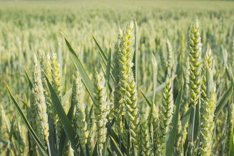 Wheat Field. Ears of Green Wheat Close-up Stock Image - Image of ...