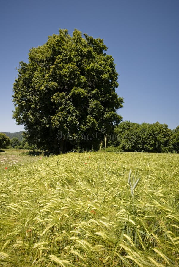 Wheat Field Eith Tree in Background Stock Image - Image of harvest ...