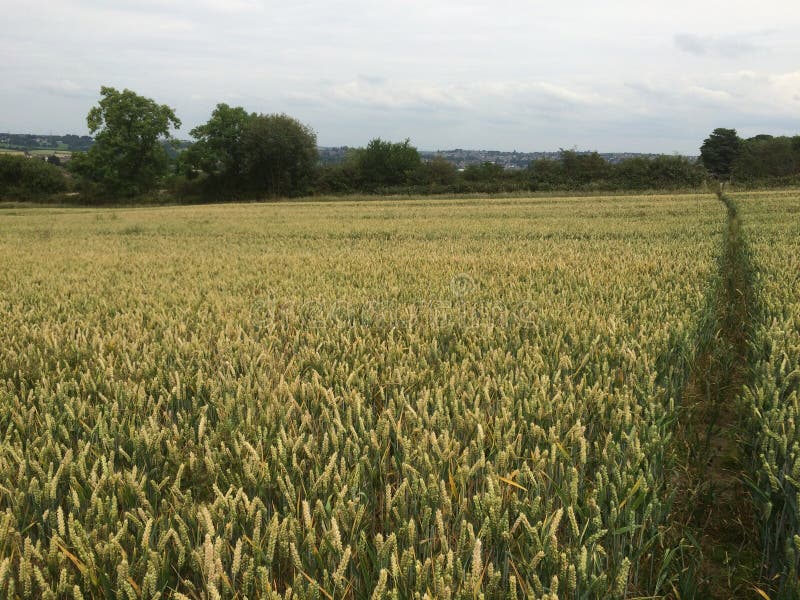 Wheat field in England stock photo. Image of wheat, grain - 74973334