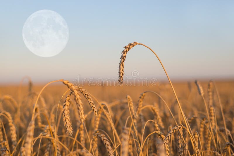 Wheat field at the evening stock image. Image of riches - 62683305