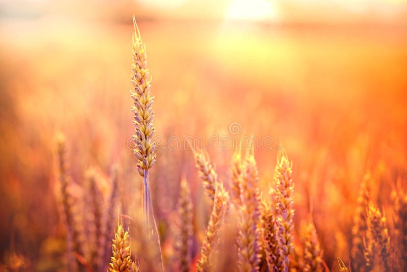Wheat field in the evening stock image. Image of cultivate - 36781419