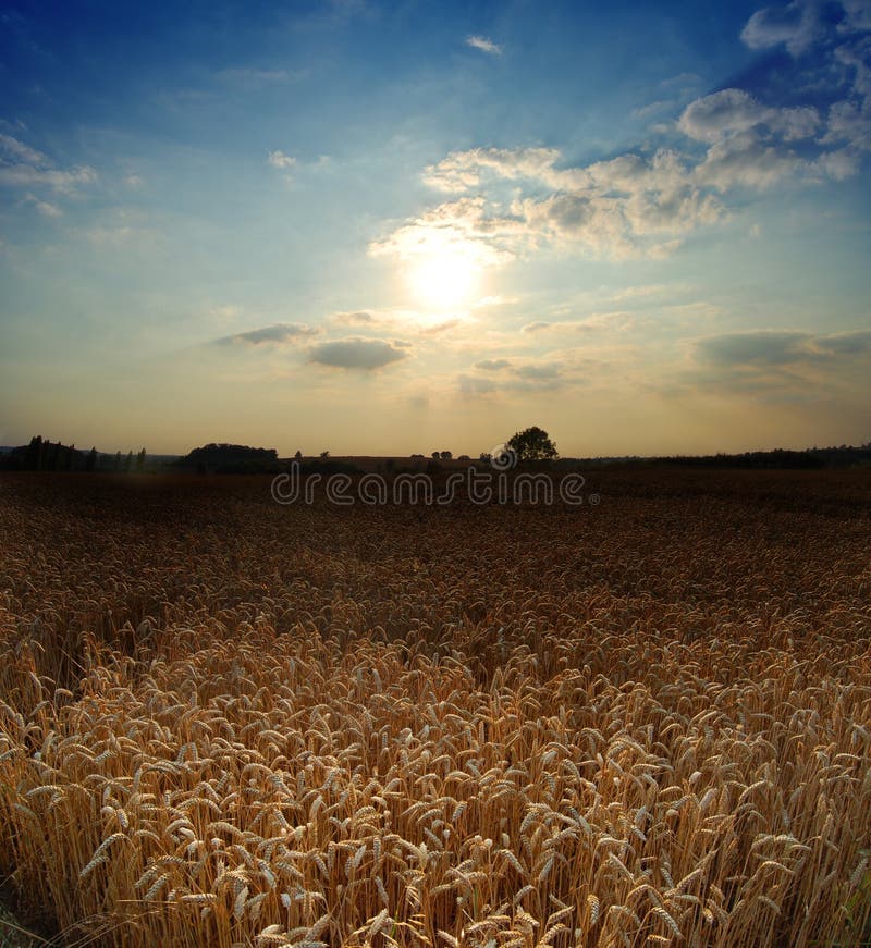 Wheat Field with Evening Sky Stock Image - Image of grains, plant: 1012685