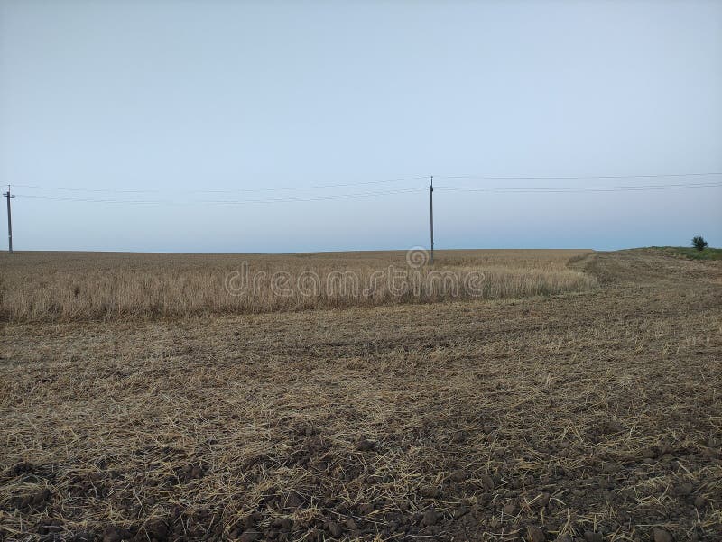 Wheat field in the evening stock image. Image of evening - 225168221