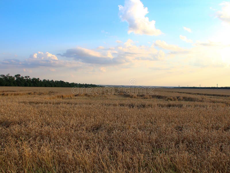 Wheat Field in the Evening at Sunset Stock Photo - Image of environment ...