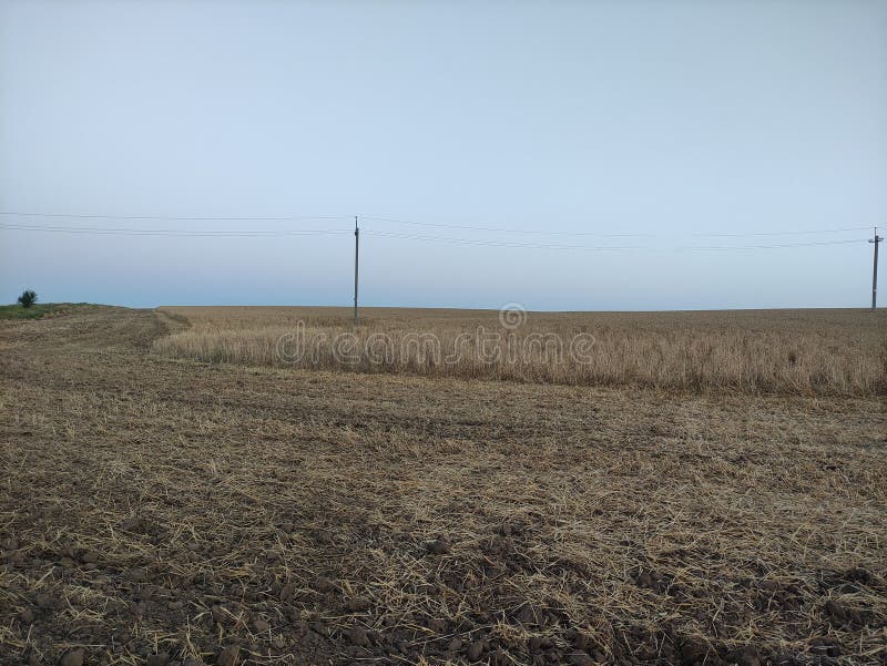 Wheat field in the evening stock photo. Image of evening - 234428758