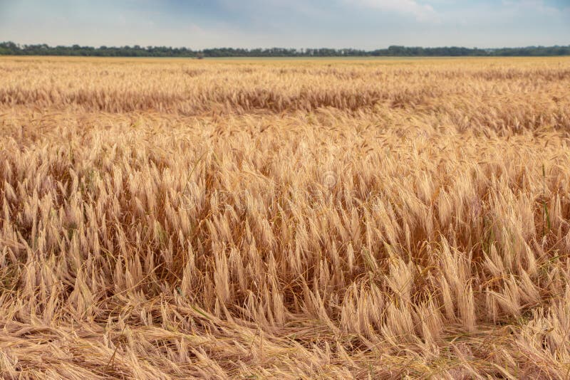 Field of the fallen stock image. Image of bloom, families - 40622065