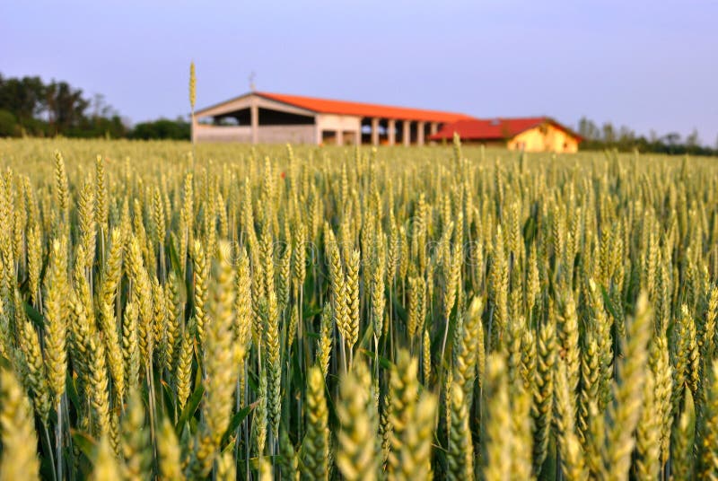 Wheat field and farm stock image. Image of clouds, summer - 8942881