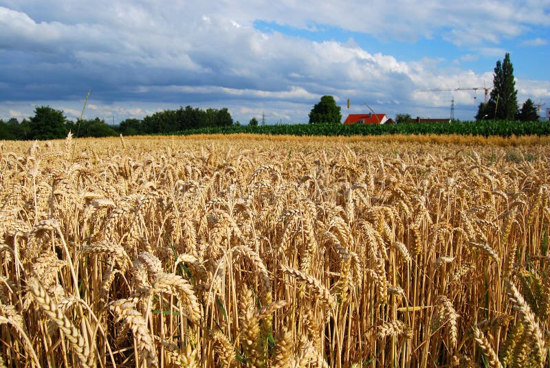 Wheat field and farm house stock image. Image of conservation - 6905299