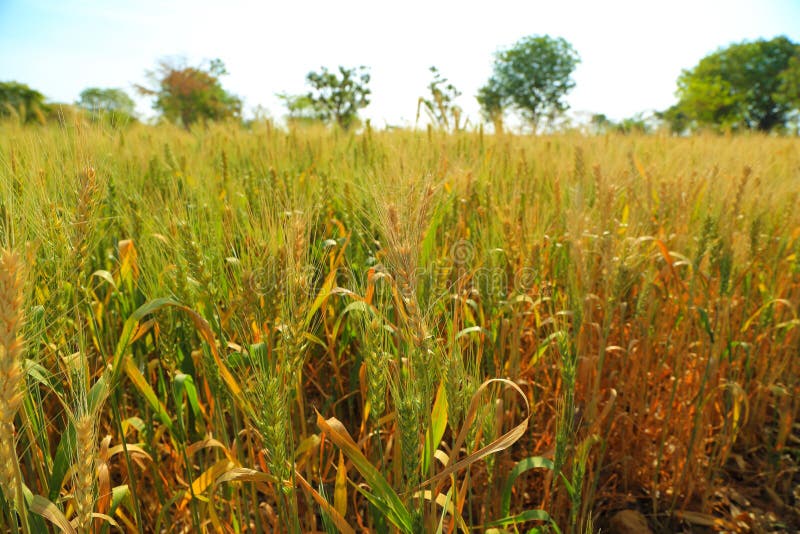 Wheat Field or Wheat Farming Stock Image - Image of farm, food: 182632977