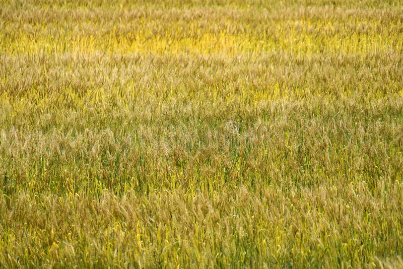 Wheat Field Fills in a Whole Screen Stock Image - Image of crop, wheat ...