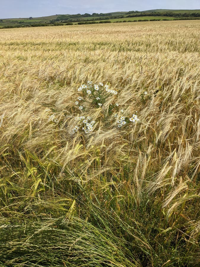 Wheat Field with Flowers Grass Stock Image - Image of barley, horizon ...