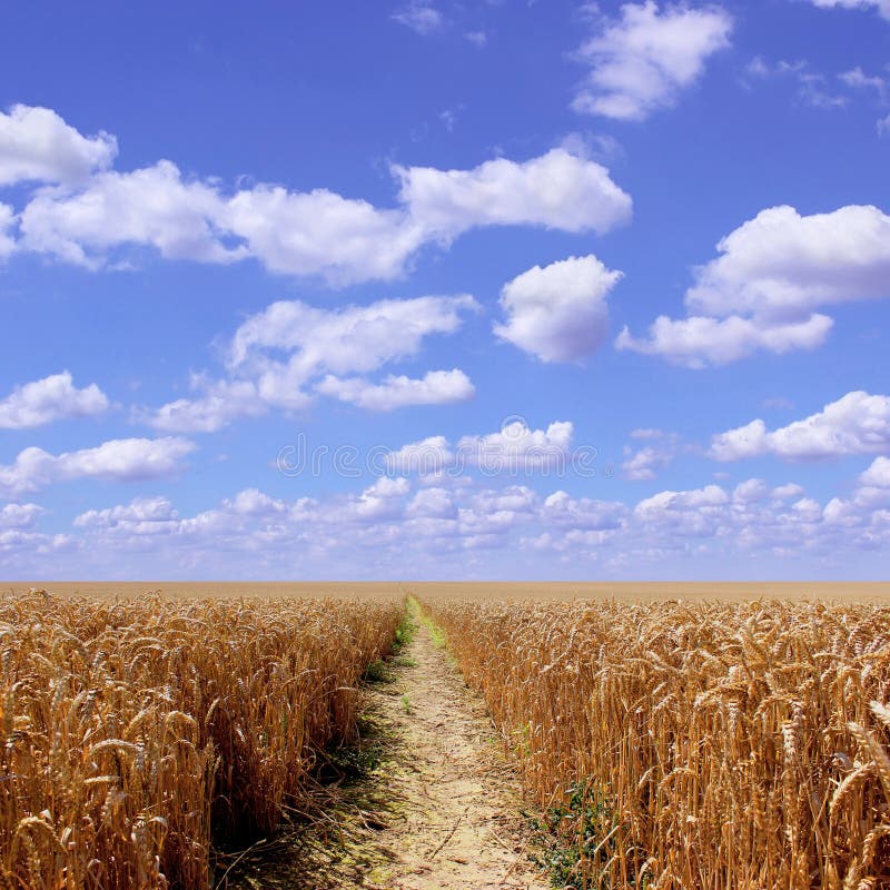 Wheat Field stock photo. Image of harvest, path, straw - 33488564