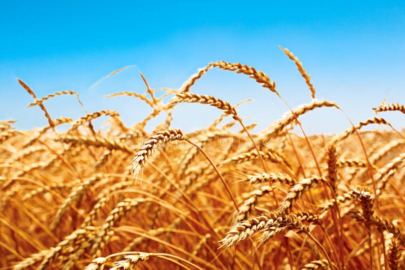Wheat Field, Fresh Crop of Wheat Stock Image - Image of field ...