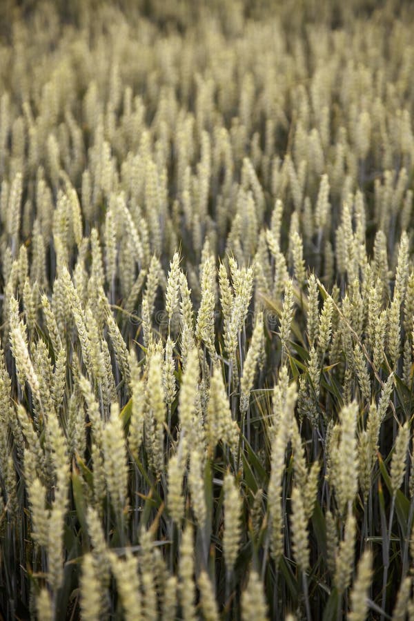 Wheat Field with Fresh Grain Stock Photo - Image of grain, gold: 268729870