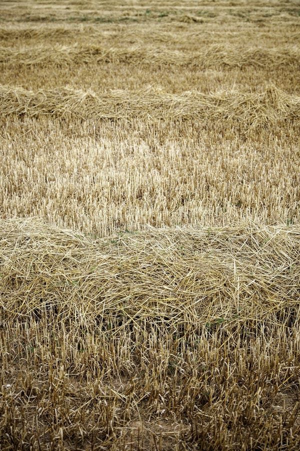 Wheat Field with Fresh Grain Stock Image - Image of plant, healthy ...