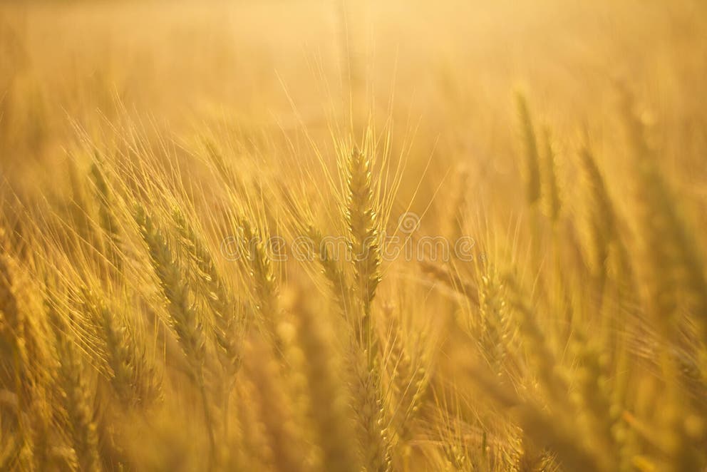 Wheat Field in Golden Sunlight Stock Photo - Image of golden, grains ...