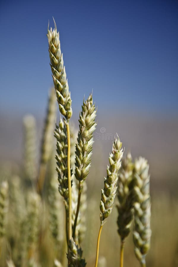 Wheat Field stock photo. Image of multi, scene, colored - 31364362