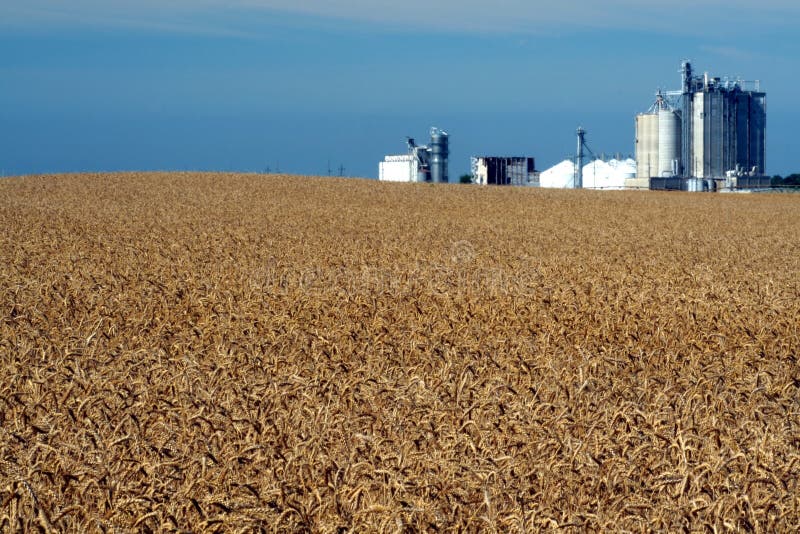 Wheat Field & Granary stock photo. Image of reap, granary - 2657736
